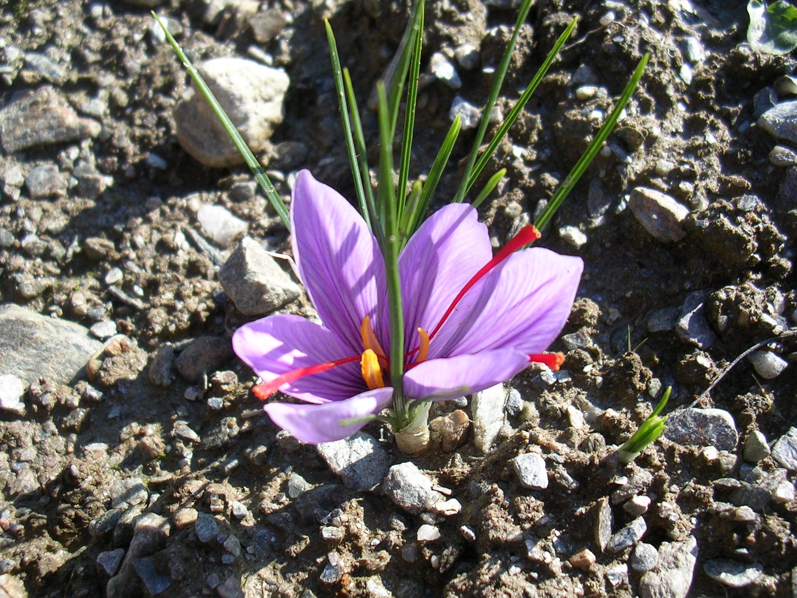 Safran de Savoie producteur bio