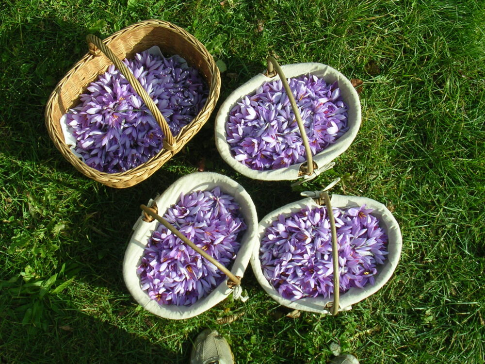 Le Safran, la passion de l'or rouge - Porte de Maurienne Tourisme